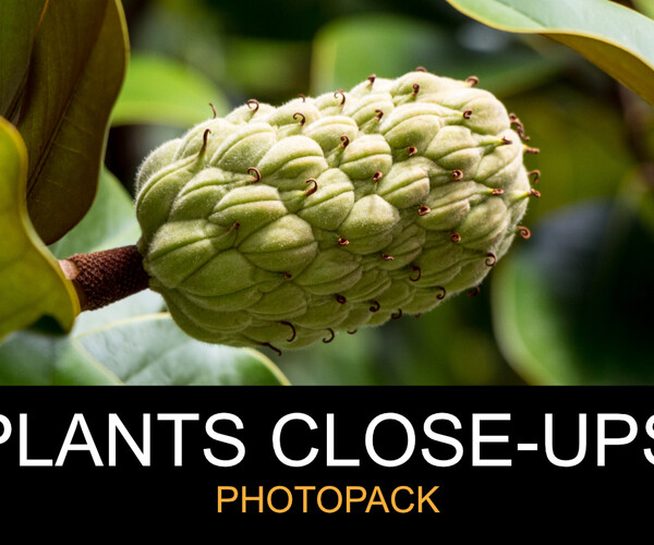 ArtStation - Close-up photos of various plants | Resources