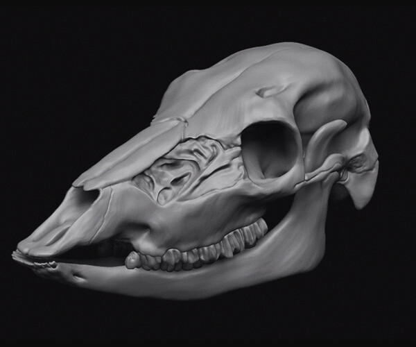 ArtStation - Deer Skull 3D model | Resources