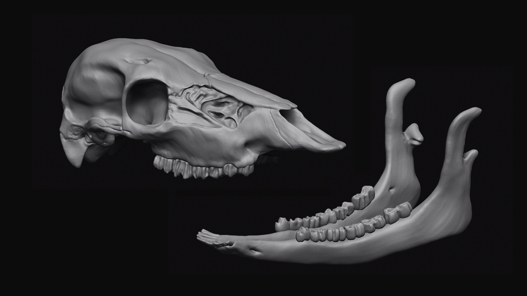 ArtStation - Deer Skull 3D model | Resources