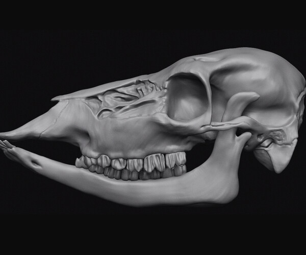 ArtStation - Deer Skull 3D model | Resources