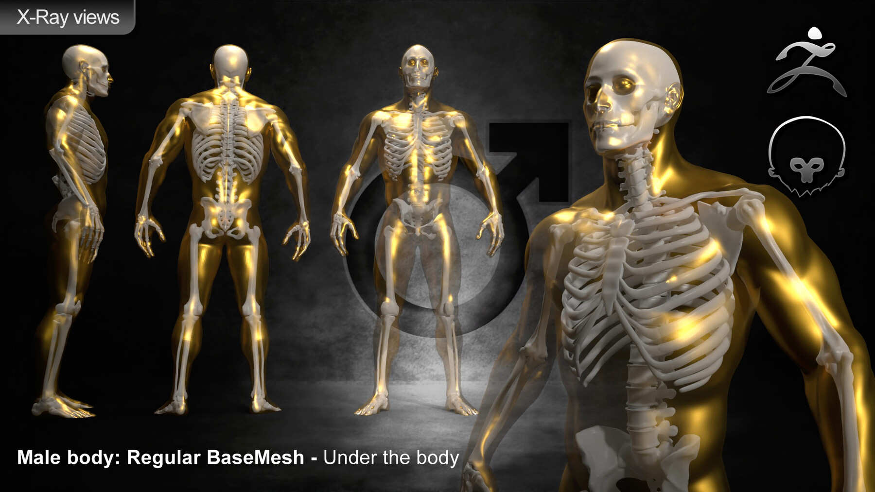 ArtStation - Human Male [ Body/Skin Basemesh ] Regular | Resources