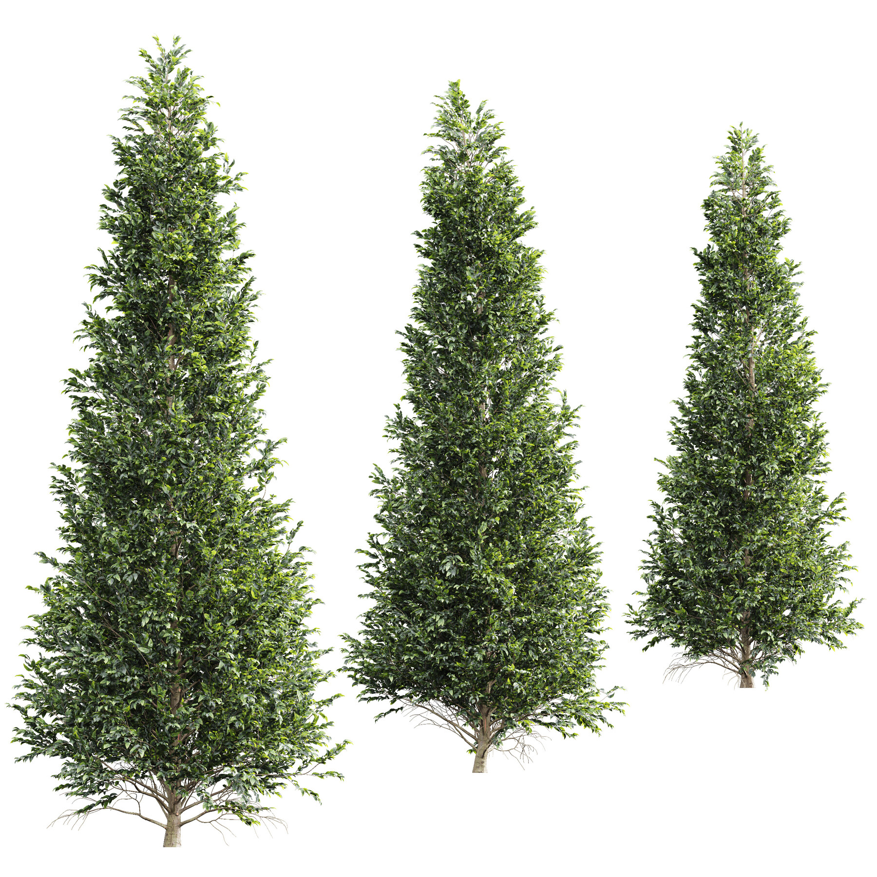 ArtStation - New Tree Carpinus Betulus Med Tall | Resources