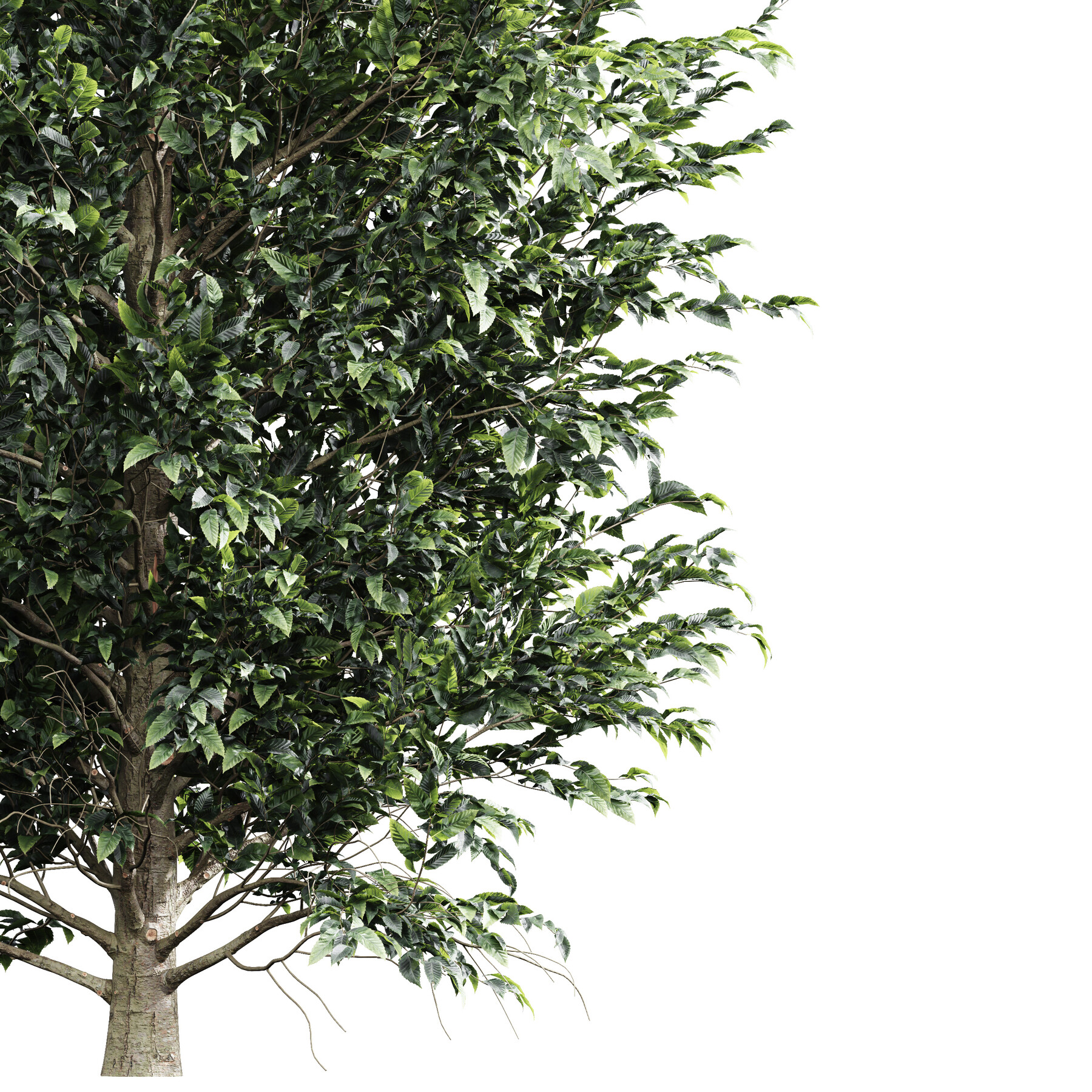 ArtStation - New Tree Carpinus Betulus Med Tall | Resources