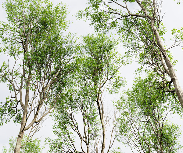 ArtStation - New Tree Prunus Spinosa Bloom Summer | Resources