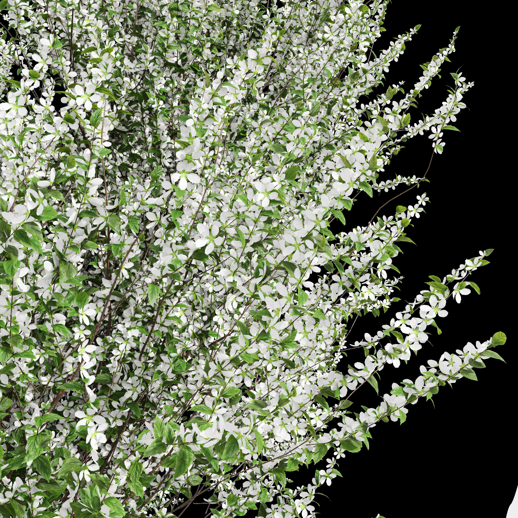 ArtStation - New Tree Prunus Spinosa Bloom Summer | Resources