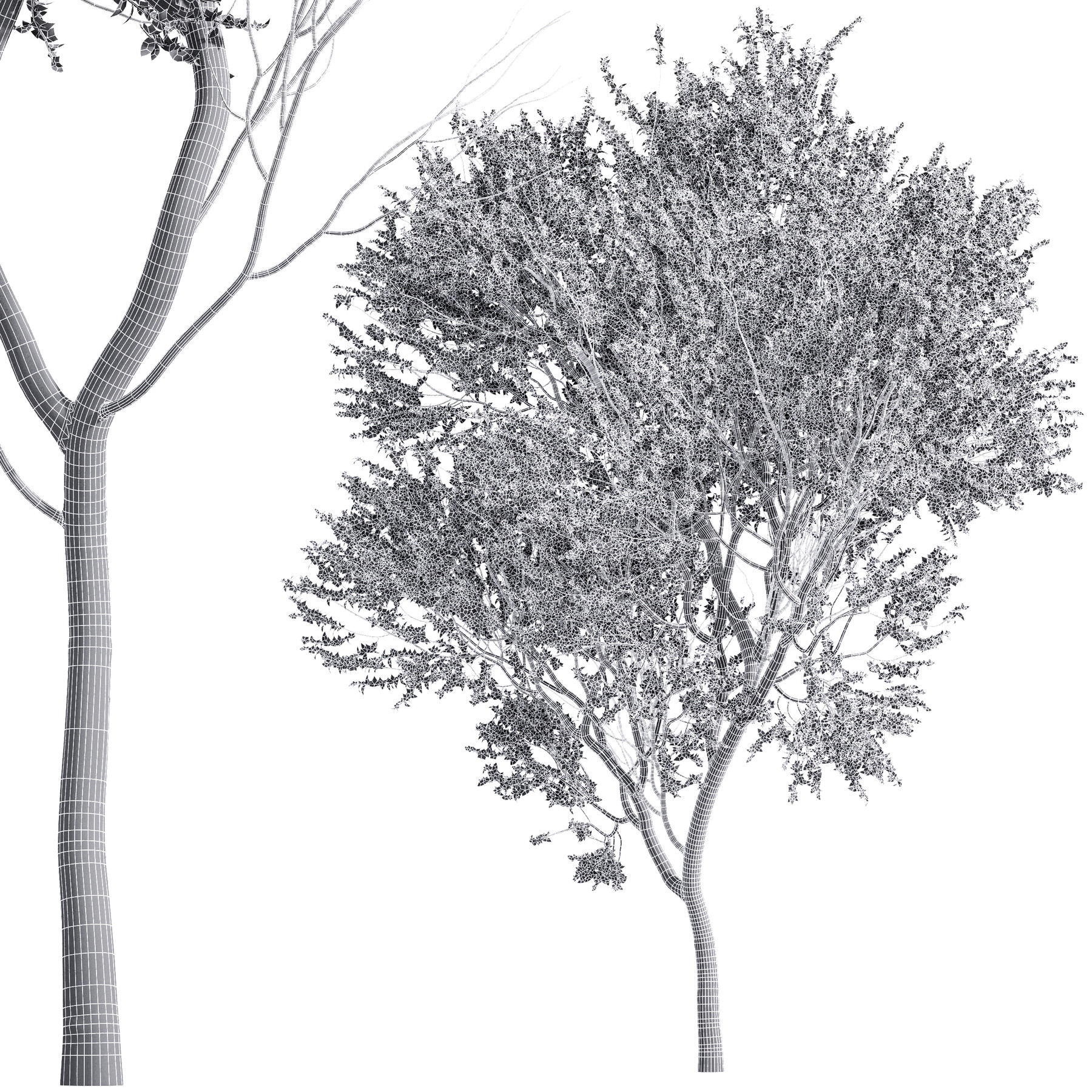 ArtStation - New Tree Prunus Spinosa Bloom Summer | Resources