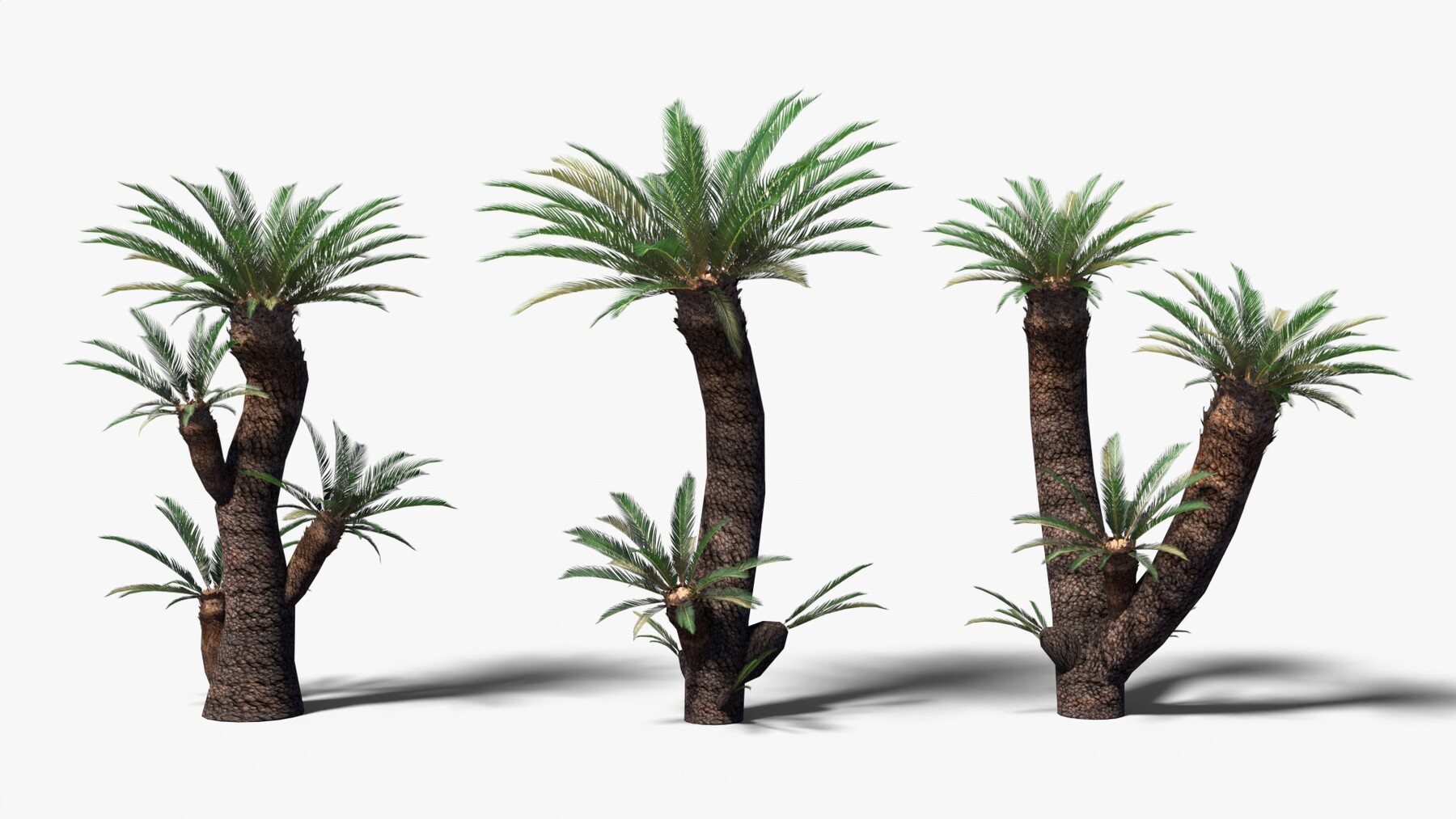 ArtStation - 3D Model: Low Poly Cycads Collection | Resources