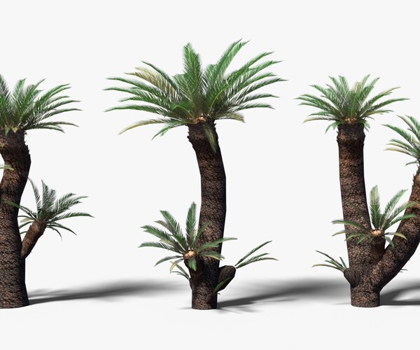 ArtStation - 3D Model: Low Poly Cycads Collection | Resources