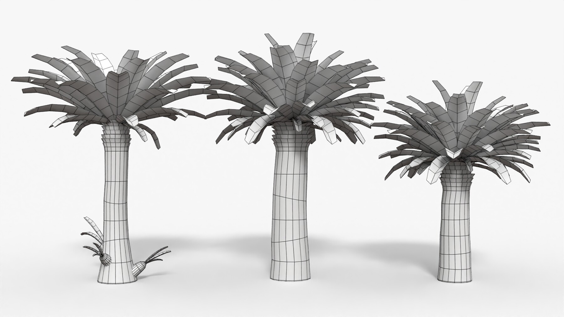 ArtStation - 3D Model: Low Poly Cycads Collection | Resources