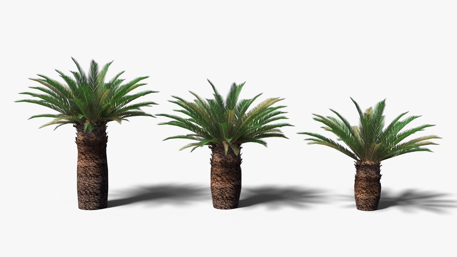 ArtStation - 3D Model: Low Poly Cycads Collection | Resources
