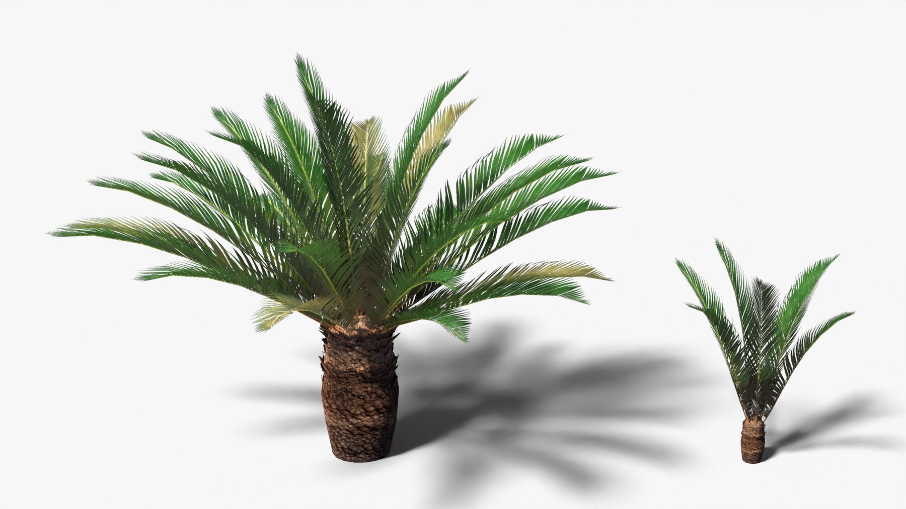 ArtStation - 3D Model: Low Poly Cycads Collection | Resources