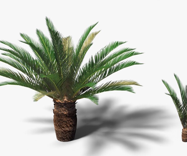 ArtStation - 3D Model: Low Poly Cycads Collection | Resources