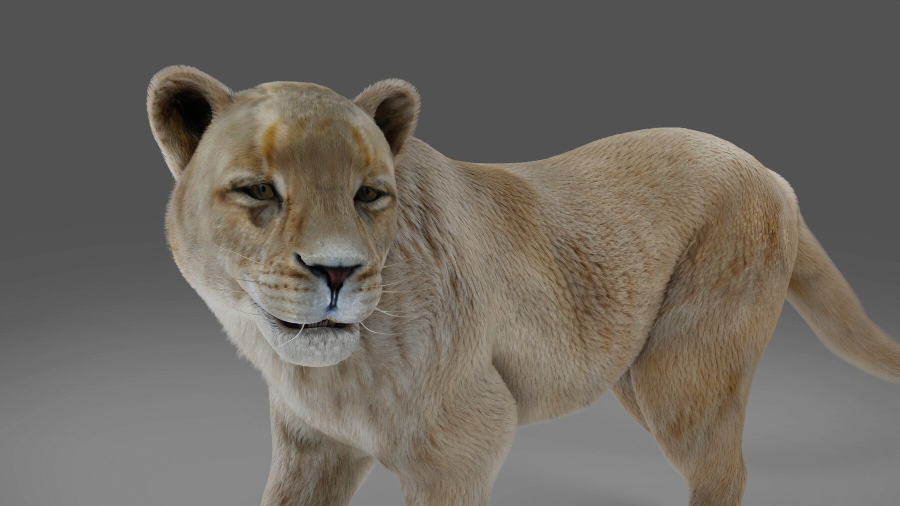 ArtStation - Fur Lioness Rigged and Animation in Blender | Game Assets