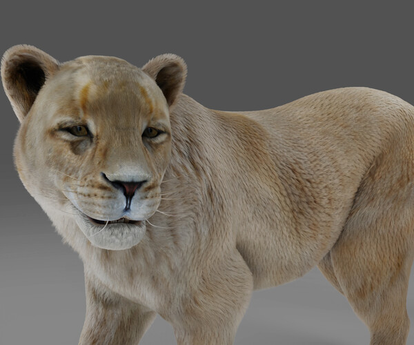 ArtStation - Fur Lioness Rigged and Animation in Blender | Game Assets