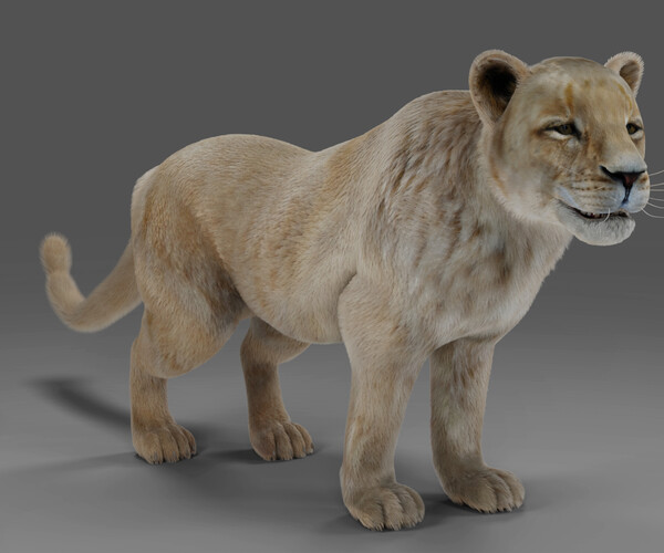 ArtStation - Fur Lioness Rigged and Animation in Blender | Game Assets