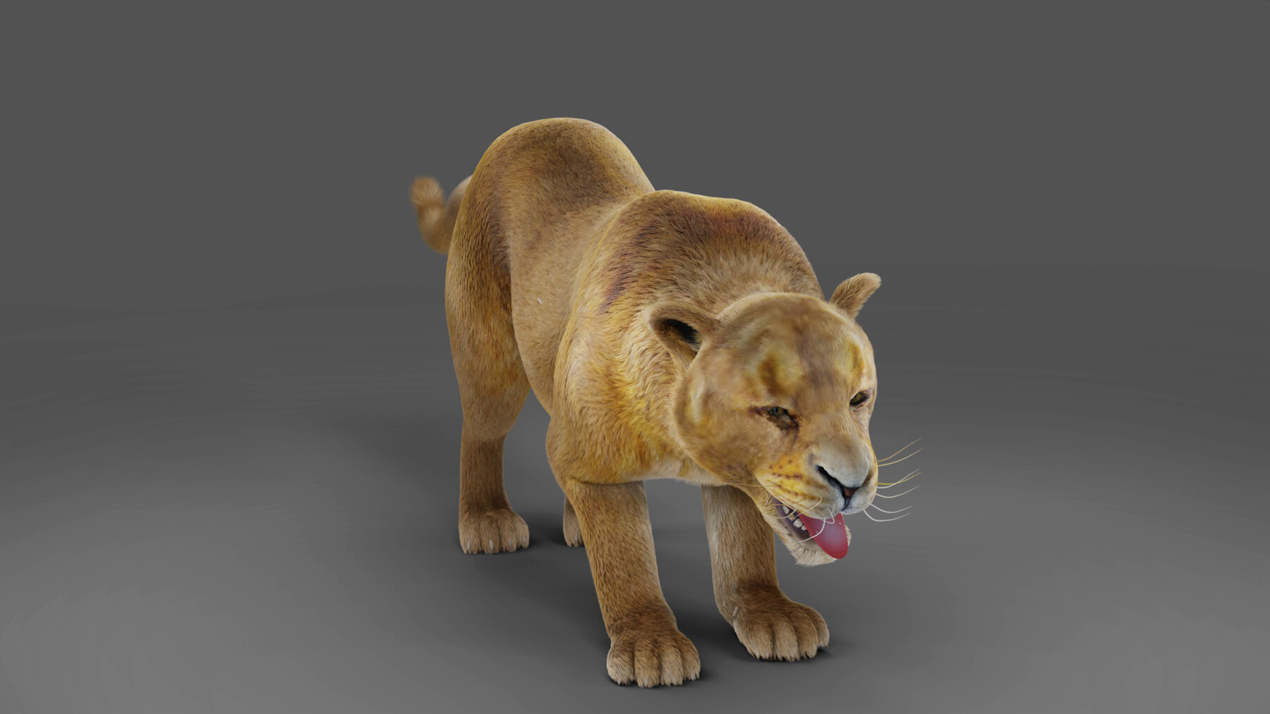 ArtStation - Fur Lioness V02 Rigged and Animation in Blender | Game Assets