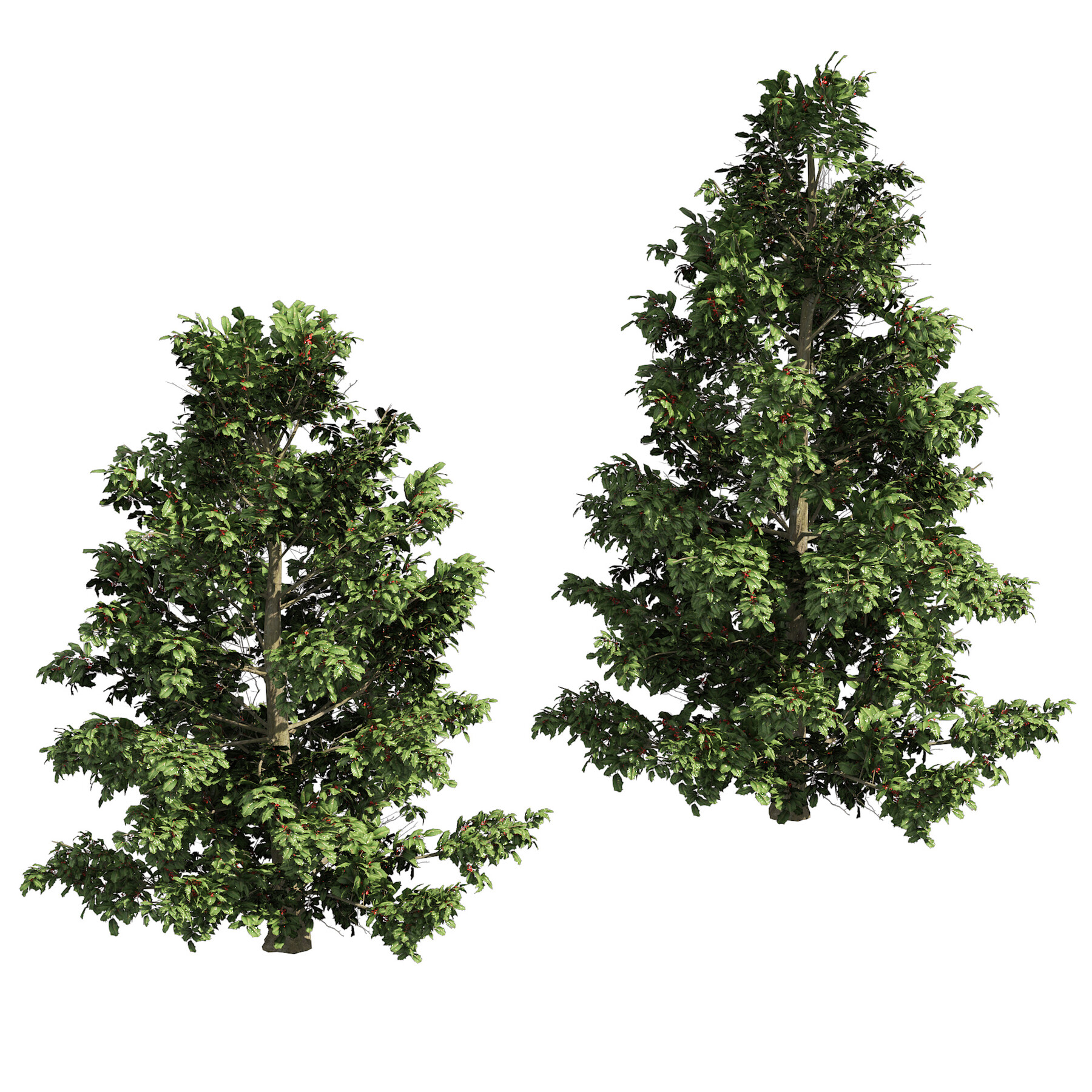 ArtStation - Scrub holly trees with red berries | Resources