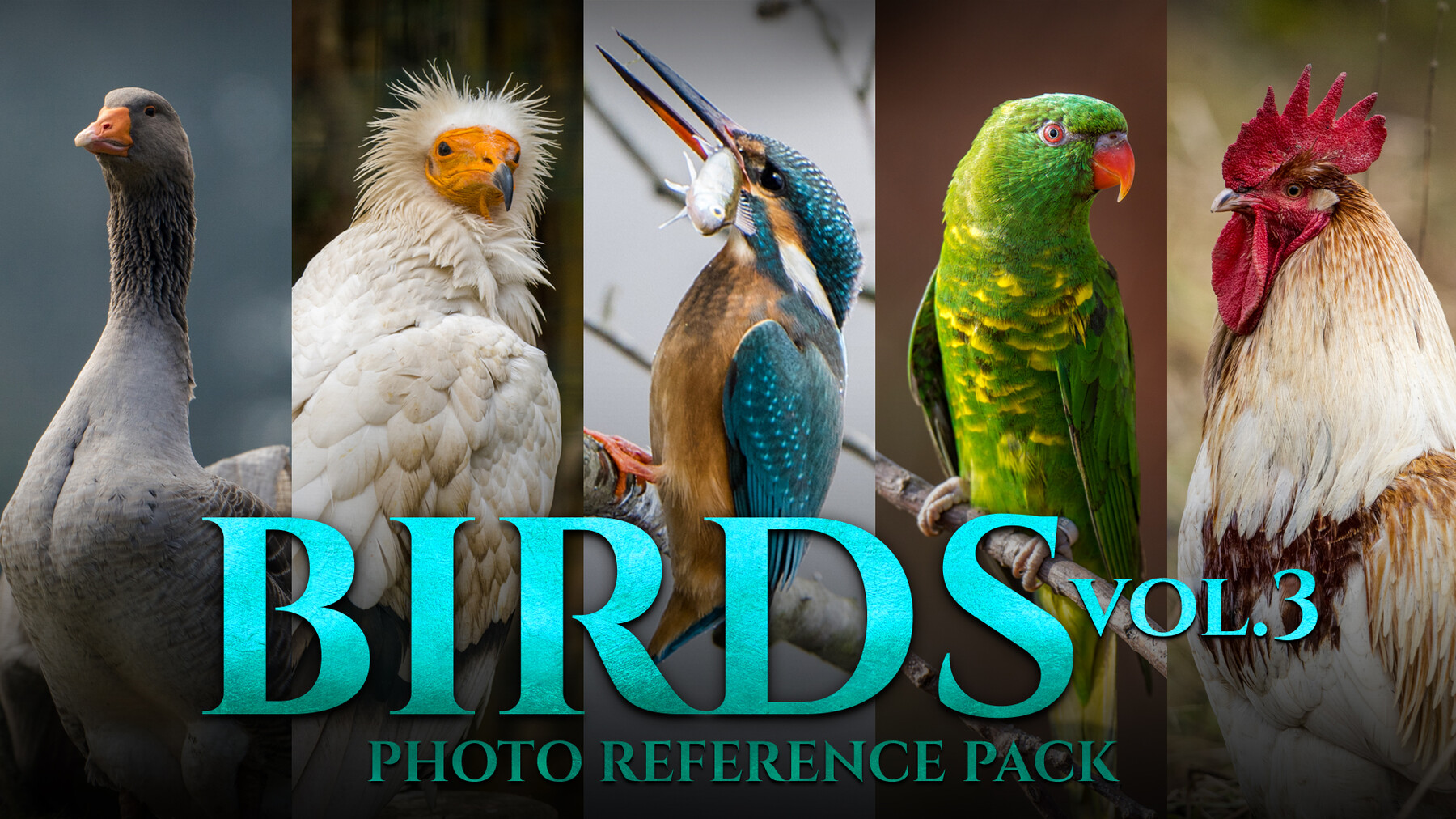 ArtStation - Birds Vol.3 - Reference Photo Pack For Artists 469 JPEGs ...