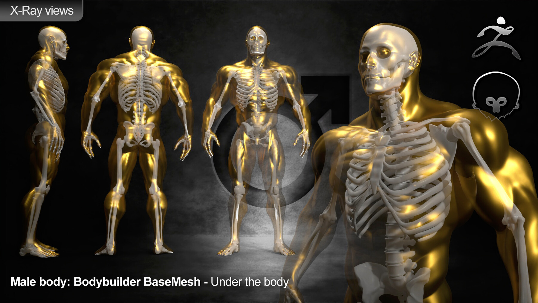 ArtStation - Human Male [ Body/Skin Basemesh ] Bodybuilder | Resources