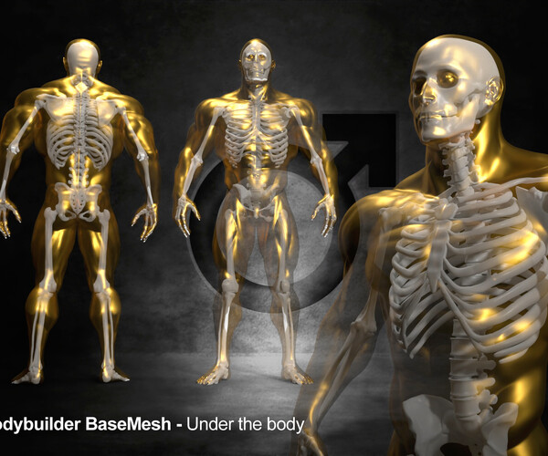 ArtStation - Human Male [ Body/Skin Basemesh ] Bodybuilder | Resources