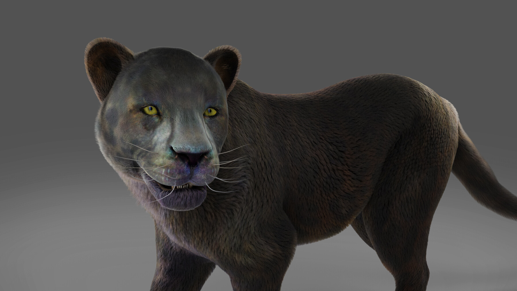 ArtStation - Fur Black Panther Rigged and Animation in Blender | Game ...