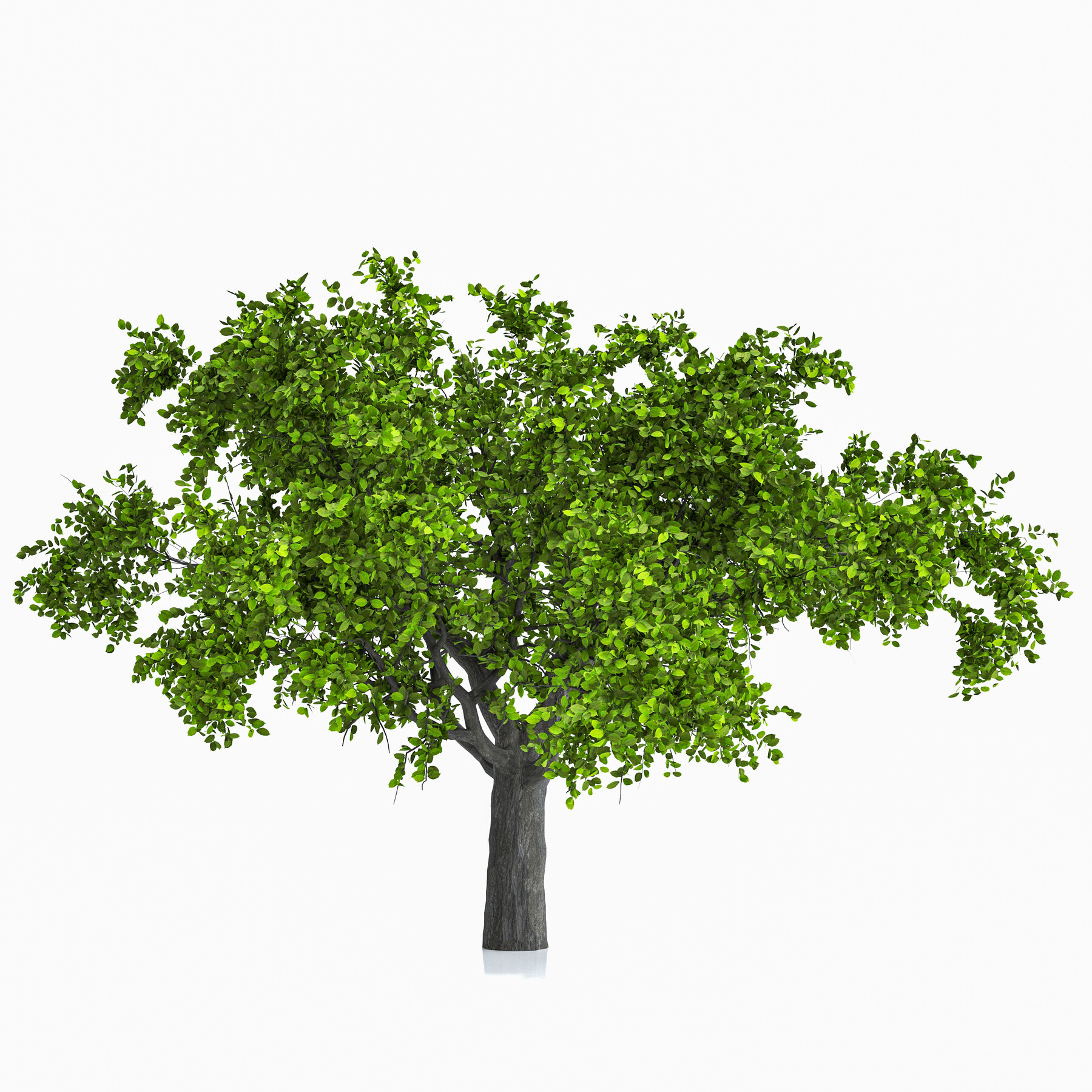 ArtStation - Apple Tree | Game Assets