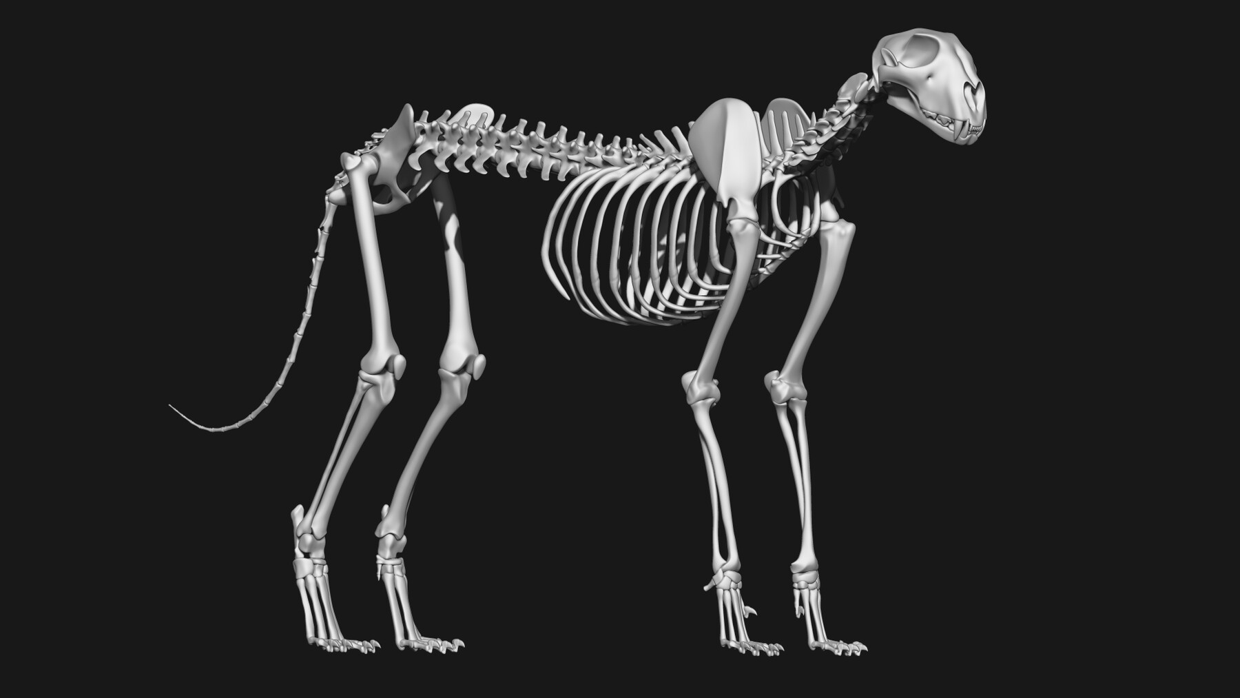 ArtStation - Cheetah Skeleton | Resources