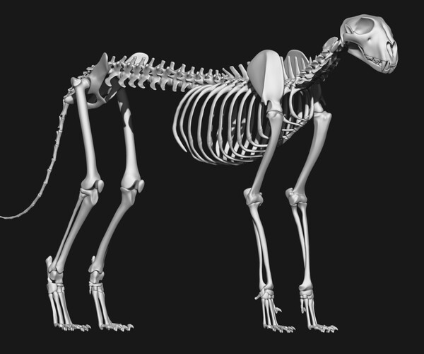 ArtStation - Cheetah Skeleton | Resources