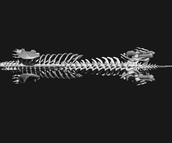 ArtStation - Cheetah Skeleton | Resources