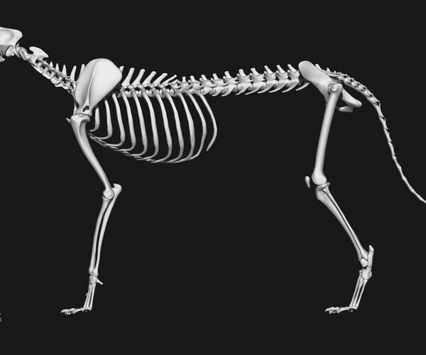 ArtStation - Cheetah Skeleton | Resources