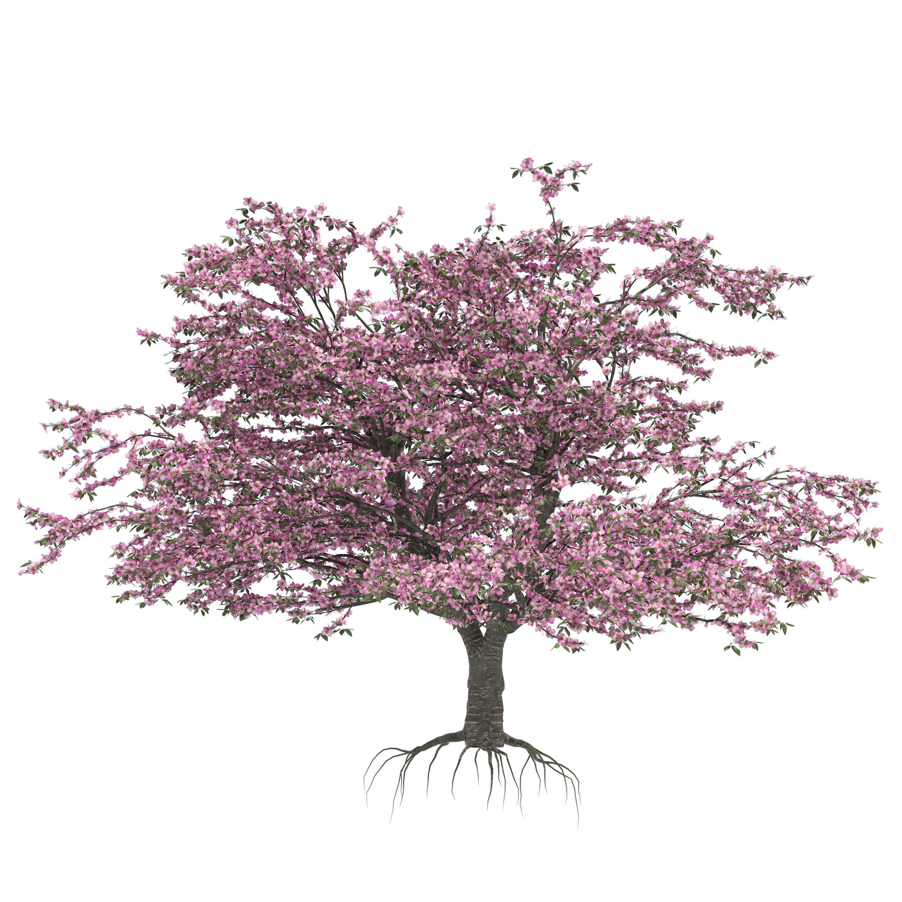 ArtStation - Blossom and fruit cherry trees | Game Assets