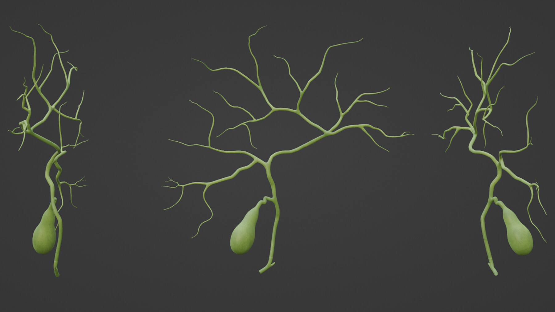 ArtStation - Gallbladder Anatomy | Resources
