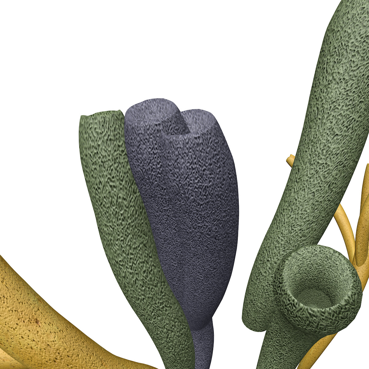 ArtStation - Tube Sponge #02 - High Poly Plant (3D Model) | Game Assets