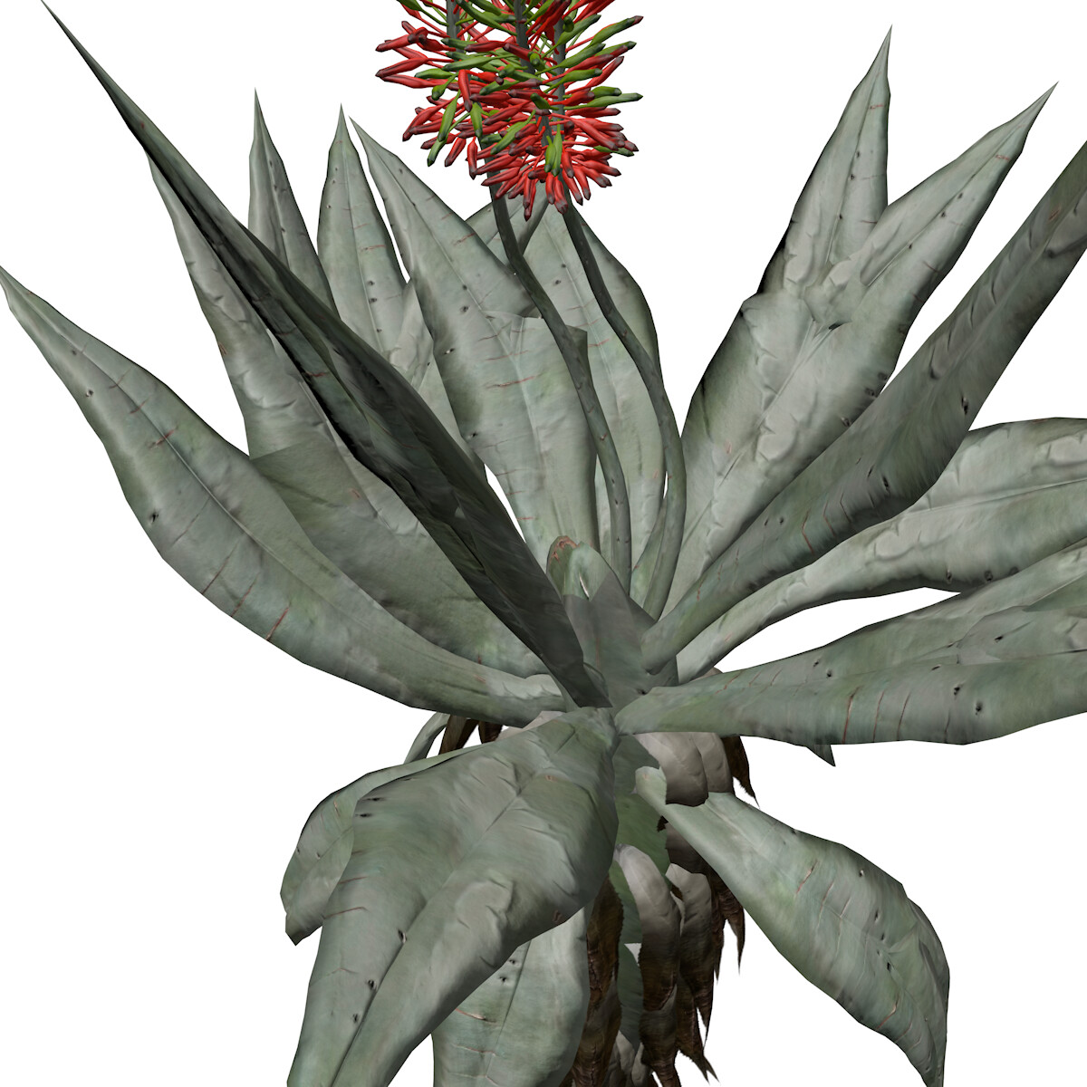 ArtStation - Aloe Excelsa #04 - High Poly Plant (3D Model) | Game Assets