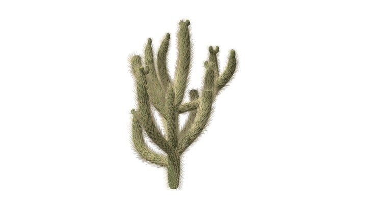 ArtStation - Cholla Cactus #01 - High Poly Plant (3D Model) | Game Assets