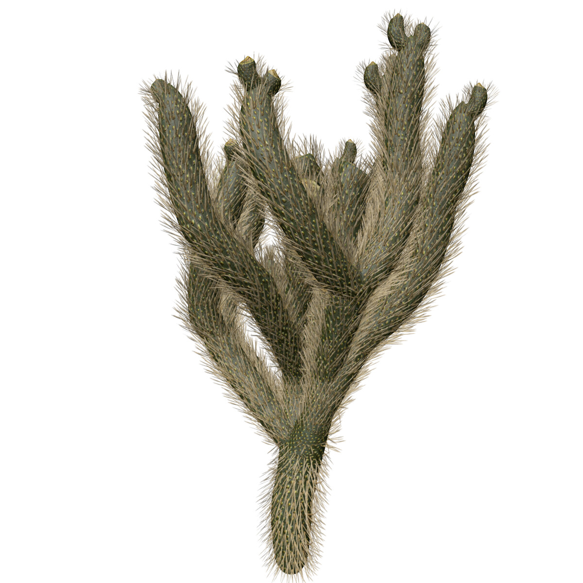 ArtStation - Cholla Cactus #02 - High Poly Plant (3D Model) | Game Assets