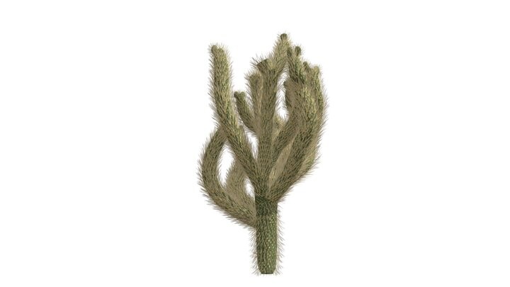 ArtStation - Cholla Cactus #03 - High Poly Plant (3D Model) | Game Assets