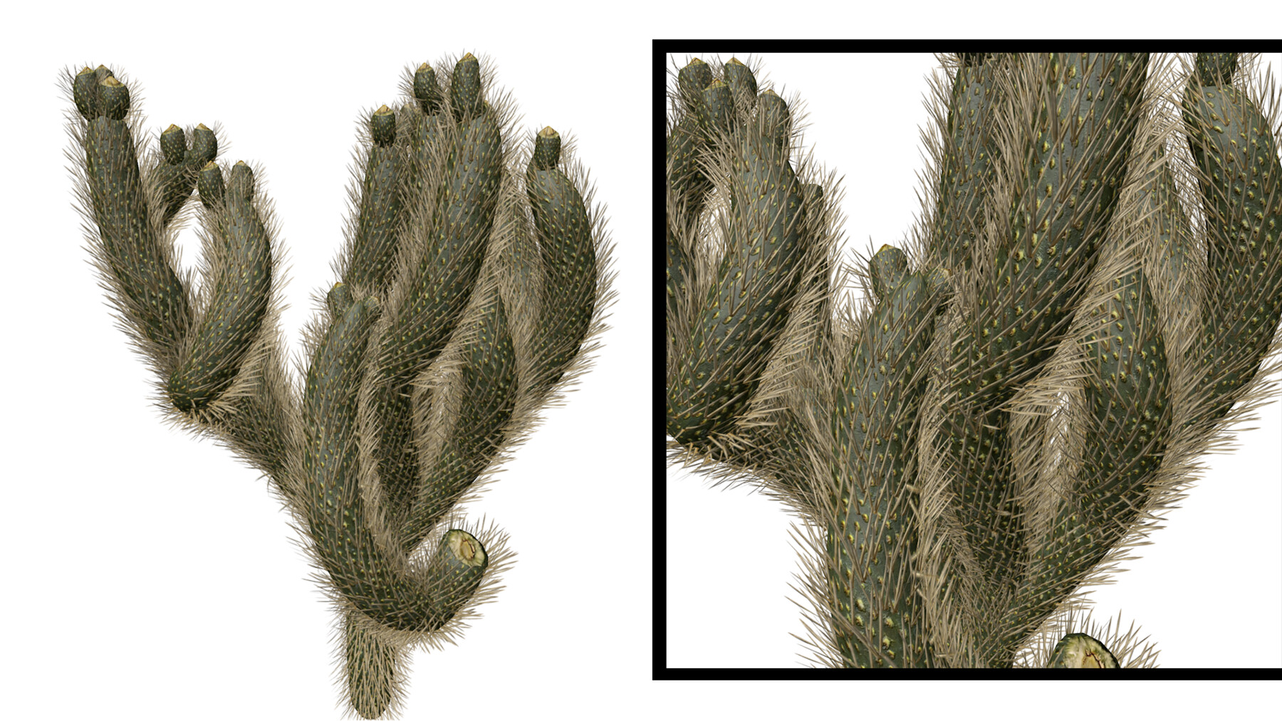 ArtStation - Cholla Cactus #04 - High Poly Plant (3D Model) | Game Assets
