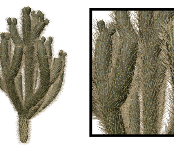ArtStation - Cholla Cactus #05 - High Poly Plant (3D Model) | Game Assets