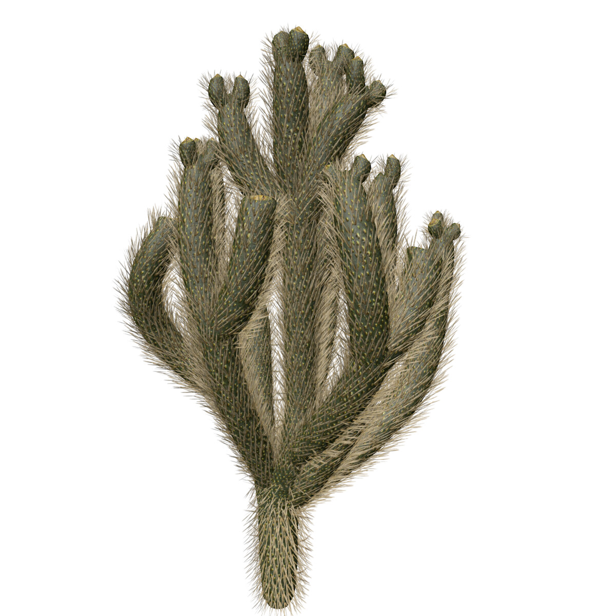 ArtStation - Cholla Cactus #05 - High Poly Plant (3D Model) | Game Assets