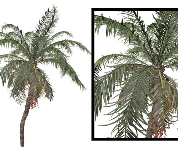 ArtStation - Date Palm #04 - High Poly Tree (3D Model) | Game Assets