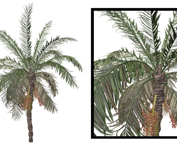 ArtStation - Date Palm #06 - High Poly Tree (3D Model) | Game Assets