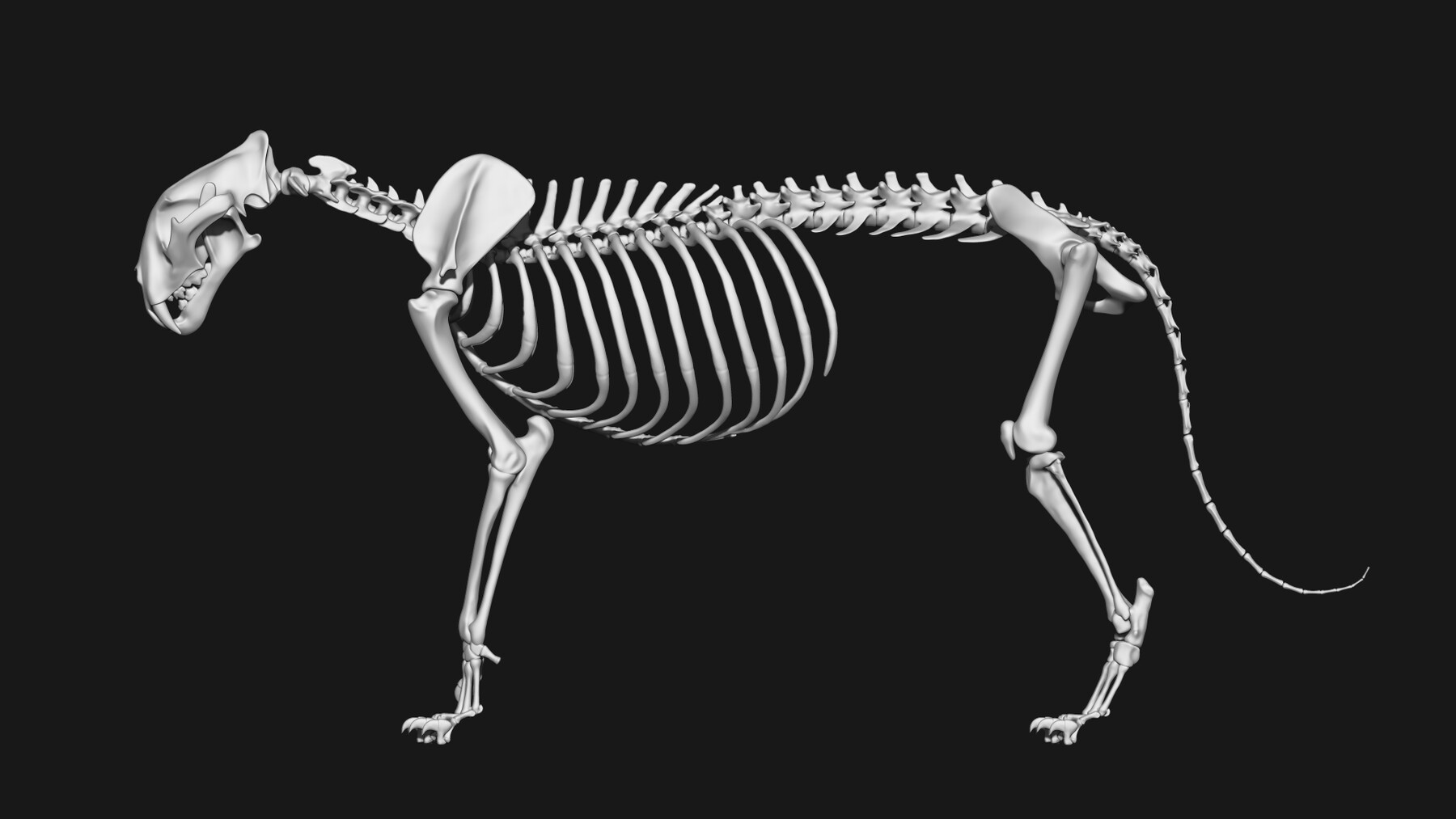 ArtStation - Tiger skeleton | Resources