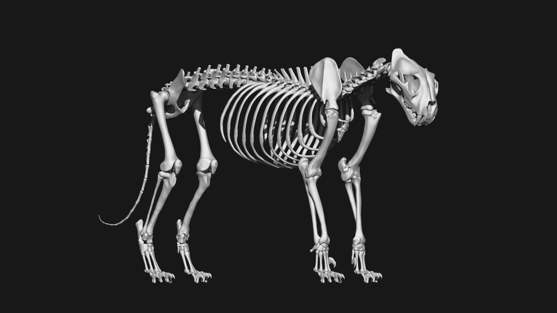 ArtStation - Tiger skeleton | Resources