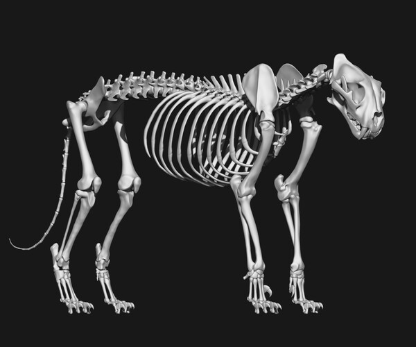ArtStation - Tiger skeleton | Resources