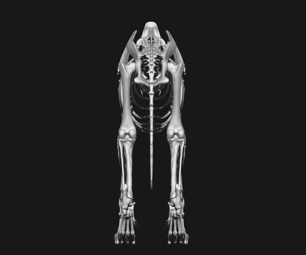 ArtStation - Tiger skeleton | Resources