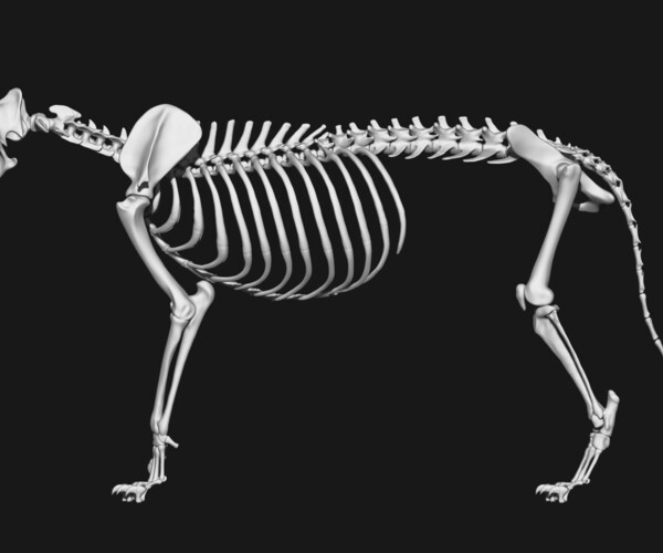 ArtStation - Tiger skeleton | Resources