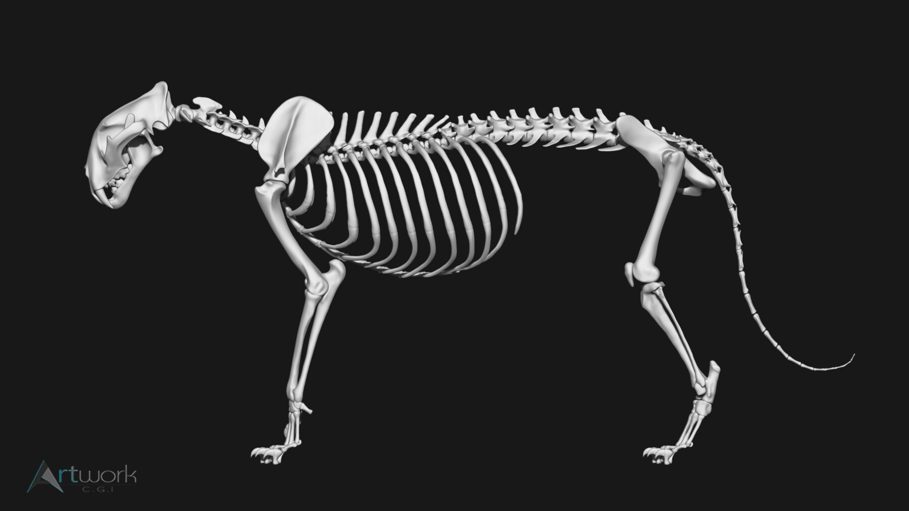 ArtStation - Tiger skeleton | Resources