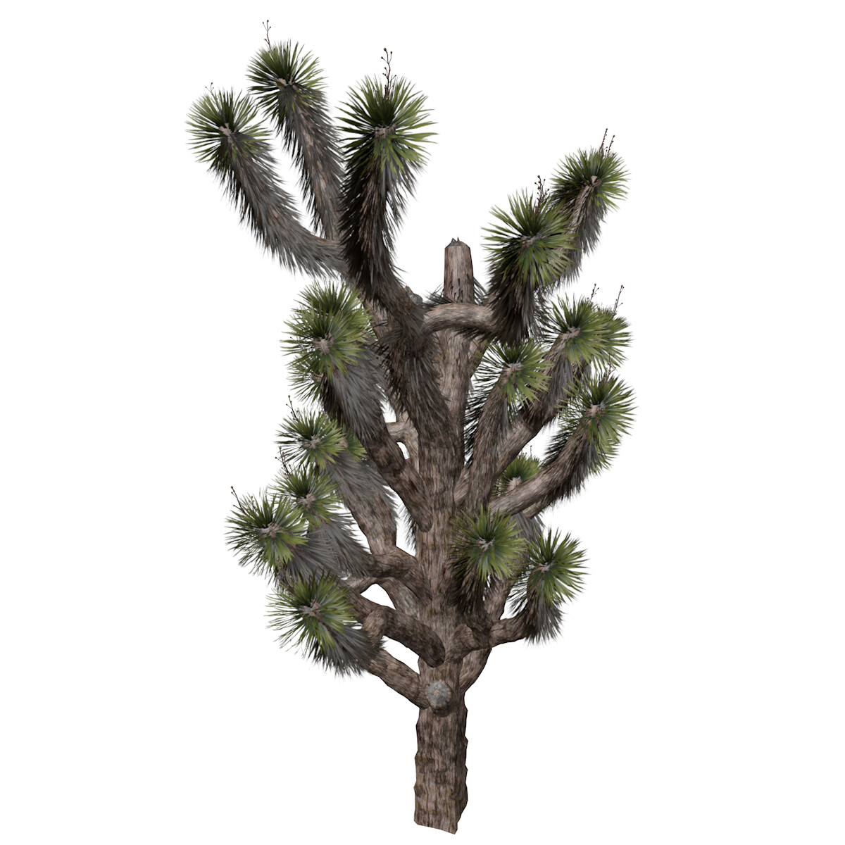 ArtStation - Joshua Tree #03 - High Poly Tree (3D Model) | Game Assets