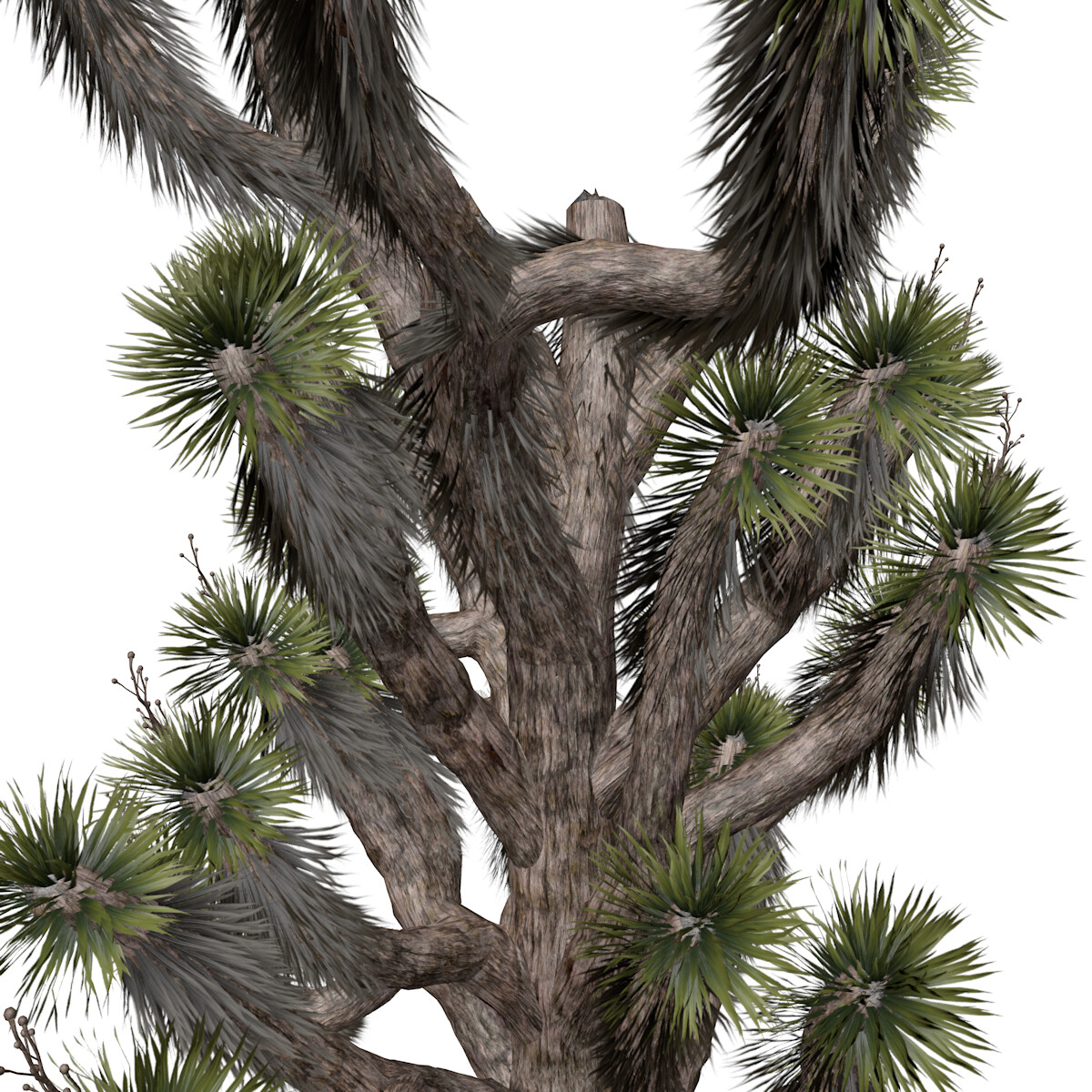 ArtStation - Joshua Tree #03 - High Poly Tree (3D Model) | Game Assets